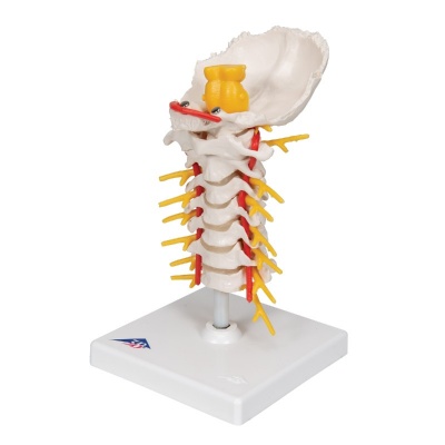 3B Scientific Cervical Spine Model | Health and Care